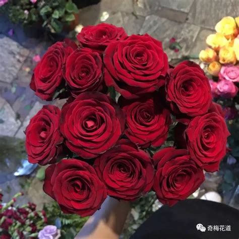 玫瑰花有多少种 手机壁纸 大山谷图库