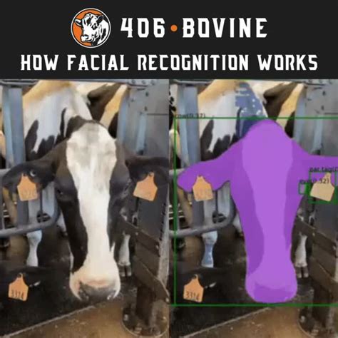 How Does Cattle Facial Recognition Work Part 2 This Is The Most Common 406 Bovine Inc