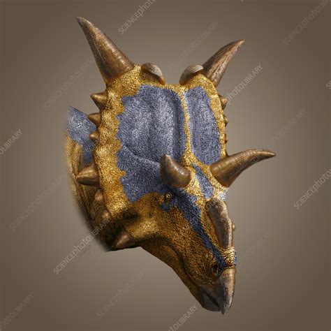 Xenoceratops Dinosaur Head Illustration Stock Image C061 1587 Science Photo Library