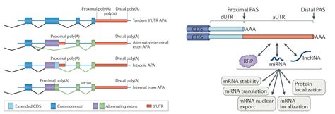 可变多聚腺苷酸化（alternative Polyadenylation） Trainingclass