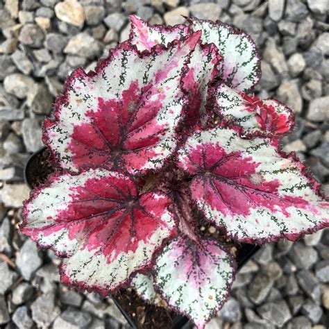 Begonia Rex Leaves Dying At Piper Blanc Blog