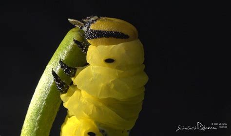 Acherontia Atropos