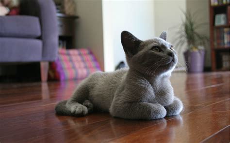 The 10 Best Cat Groomers Near Me With Free Quotes
