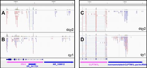 Noncoding Rna Transcript Detection With The Nextflex Rapid Directional