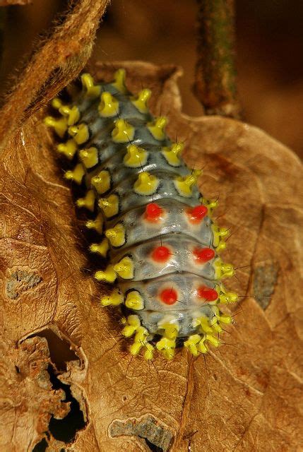 Chalcosiine Day Flying Moth Caterpillar