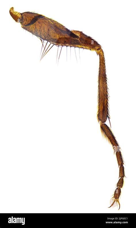 Microscopic Bugs On Body