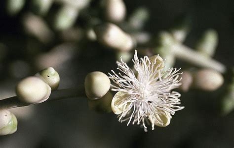 Ptychococcus Paradoxus Palmpedia Palm Growers Guide