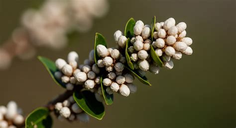 Terrestrial Sequestration Capacity → Term