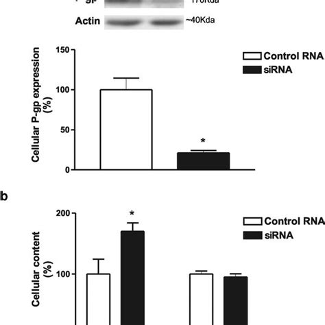Effect Of P Gp Knock Down On Ap Transport A P Gp Expression Levels