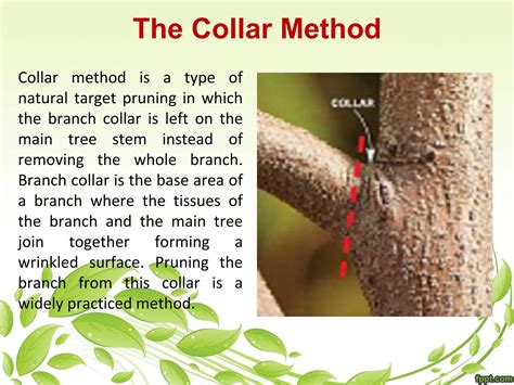 Fruit Tree Pruning Methods Tree Care Pptx Woodworking Arts And