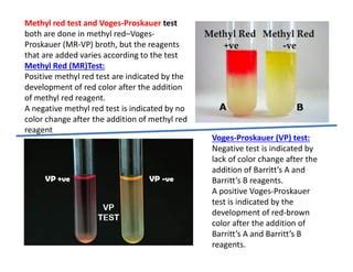 Biochemical Tests For Characterization Of Bacteria Pdf