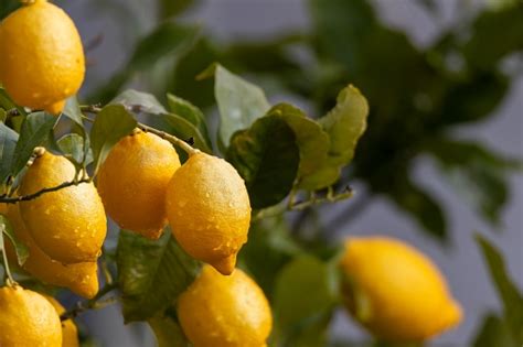 이슬에 반짝이는 나뭇가지에 잘 익은 레몬을 밝고 상쾌한 색상과 깨끗하고 자연스러운 나뭇잎 배경으로 자세히 클로즈업 레몬에 대한 스톡 사진 및 기타 이미지 Istock