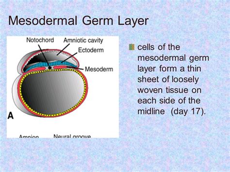 Embryonic Period Ppt Video Online Download
