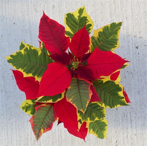 Poinsettia Euphorbia Pulcherrima Tapestry From Hillcrest Nursery