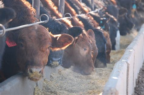 Simmental Agriculture Beef Carcass Merit Cattle On Feed At Tuele