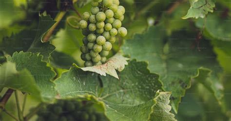 나무에 매달려있는 청포도 한 무리 사진 Unsplash의 와이너리 이미지