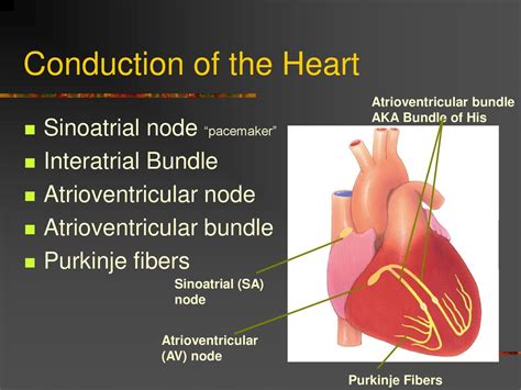 Mt Cardiovascular System Ppt Download
