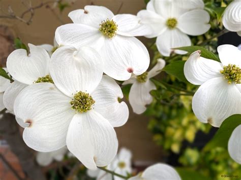 ハナミズキ 花水木 の育て方苗木の植え方剪定の方法や時期は HORTI ホルティ by GreenSnap