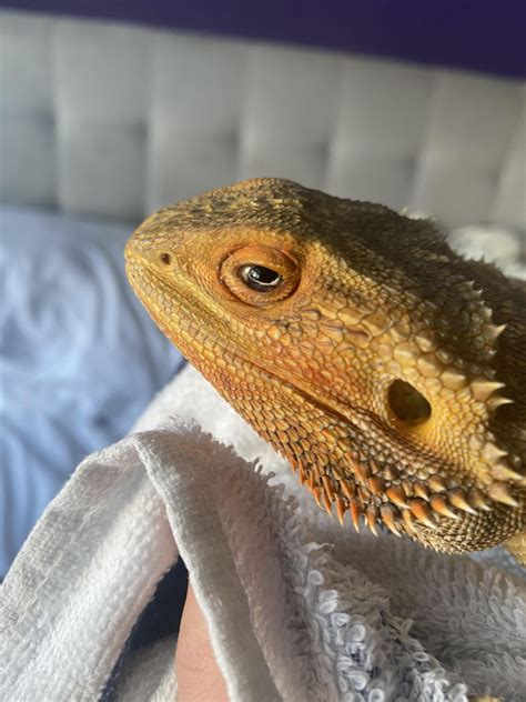 Sick Beardie Vets Dont Know Whats Wrong Rbeardeddragonhelp