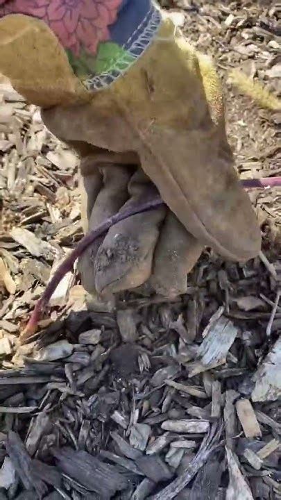 Pruning My Raspberries Raspberry Pruning Gardening101 Gardeningtips