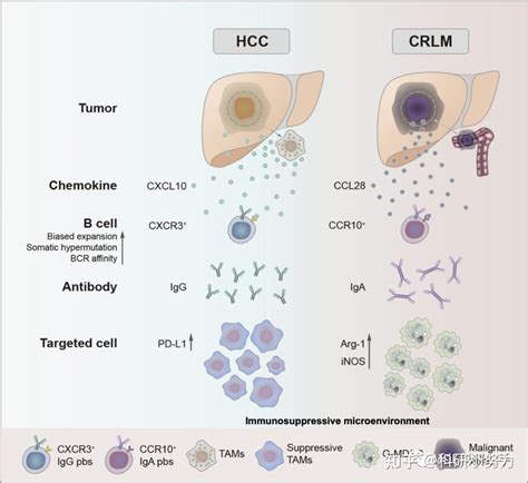 Cancer Research 中山大学彭穗教授团队揭示肝癌免疫抑制微环境的调控机制 知乎