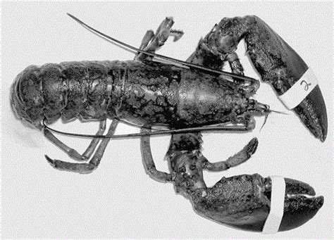 A Description Of The Pathology Of Epizootic Shell Disease In The