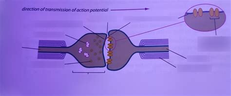 Diagram Of Synapse Quizlet