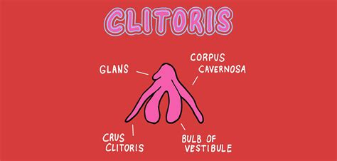 Can A Protruding Clitoris Cause An Orgasm Ylyb
