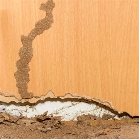 Why Do Termites Make Mud Tubes Green Pest Solutions