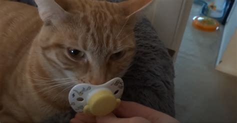 How To Make A Kitten Pacifier Kittenwiki
