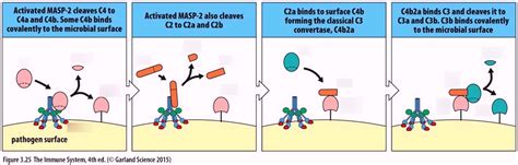 Lectin Complement Pathway Chapter 2 3 Diagram Quizlet