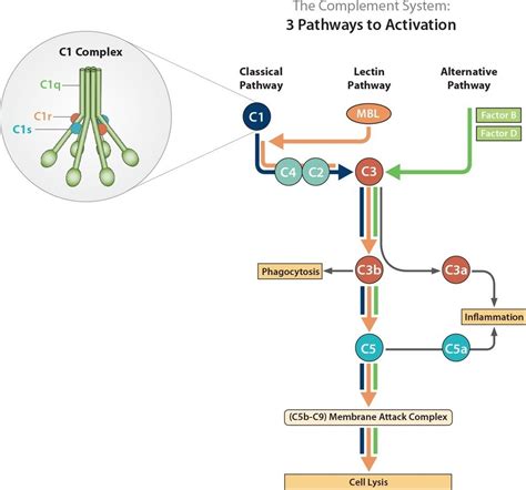 Download Free Software Alternative Pathway Complement System Activation