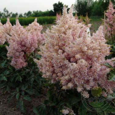 Астильба Шугарберри (Astilbe Sugarberry) купить в Москве по низкой цене ...