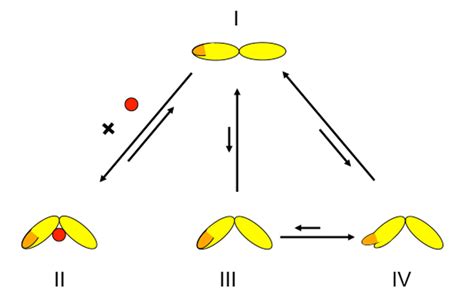 Substrate Binding Proteins Exist In Four Major Conformations I