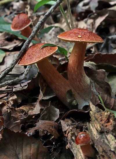 Aureoboletus thibetanus ヌメリコウジタケ