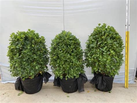 Ficus Panda Round Leaves Typical Ficus Retusa Tree Ball Shape Supplier Manufacturer