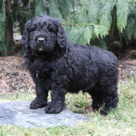 Newfypoo Puppies For Sale • Adopt Your Puppy Today • Infinity Pups