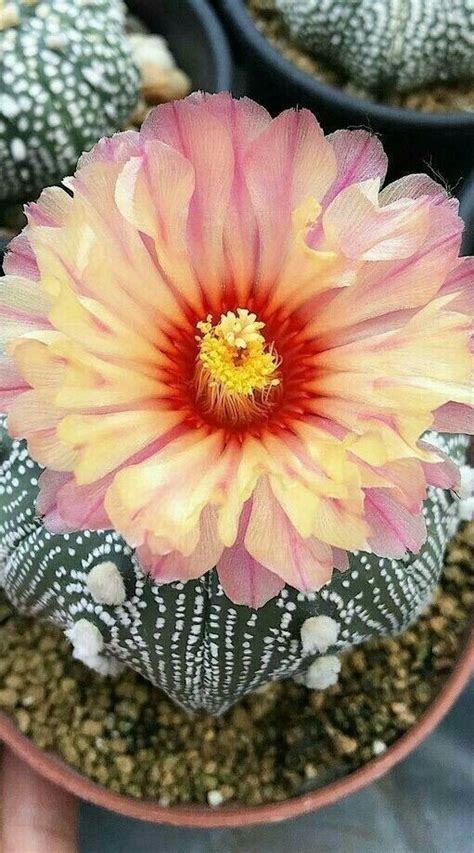 Cactos 🌵 Lindos Cactus Flowers Cacti And Succulents Planting Succulents Garden Plants