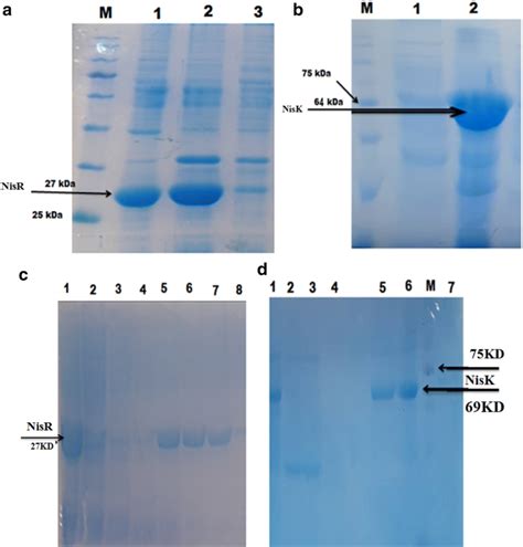 Sds Page Analysis Of Expressed And Purified Recombinant Proteins A