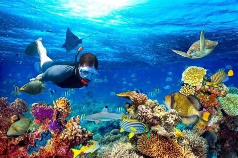Snorkeling In New Zealand 2026 6 Best Places To Snorkel