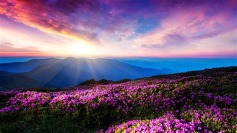 Похожее изображение Sky Landscape Flower Landscape Landscape