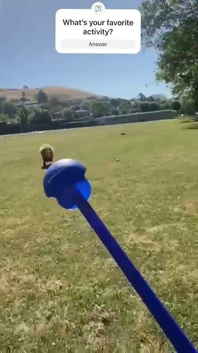 Play Chuckit With Meaustralianlabradoodle Chuckit Youtube