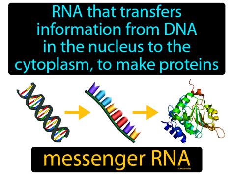 Messenger Rna Definition And Image Radience Gaming