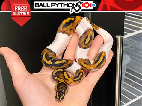 pied 100 het desert ghost ball python by ball pythons 101 morphmarket
