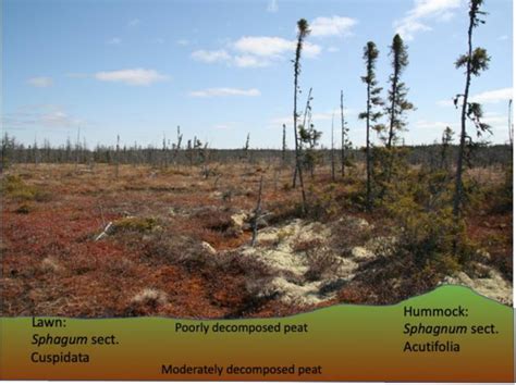 Boreal Bog Dominated By Sphagnum Mosses Left Foreground And Stunted