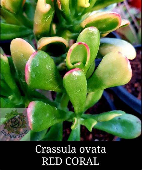Red Coral Succulent Crassula Ovata