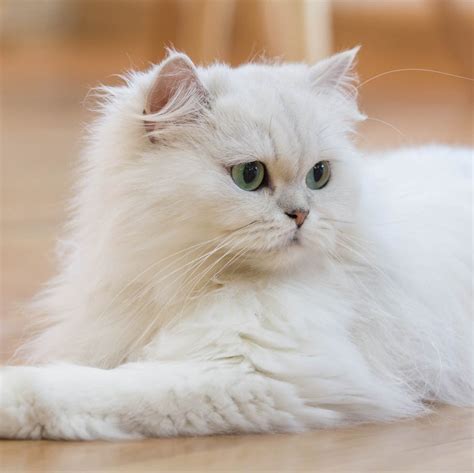 Cutest Cat Breeds Bengal Cat Breed Guide Traits History And Health