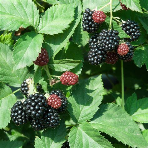 Growing Marionberries Where Do Marionberries Grow And The Story Of Th