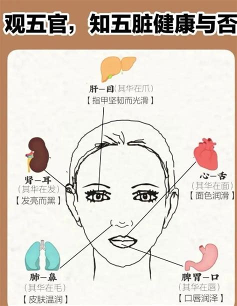 五官与五脏 知乎