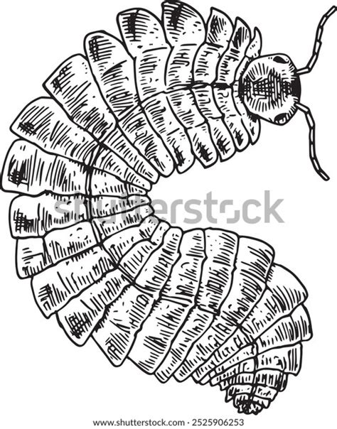 Arthropleura Hand Drawn Vector Extinct Bug Stock Vector Royalty Free